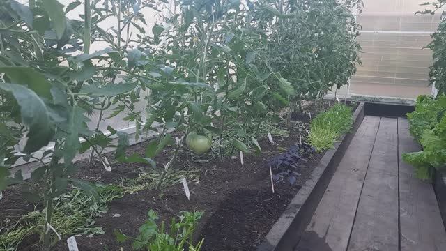 Как я формирую свои томаты в теплице.