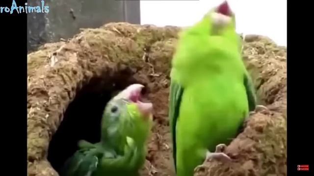 смешные моменты с попугаями