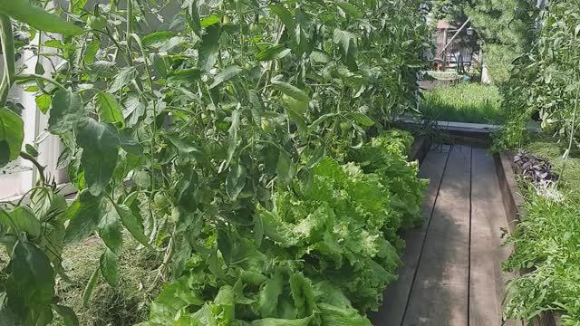 Профилактика фитофторы томатов в теплице. Что я делаю чтобы мои томаты были здоровыми.