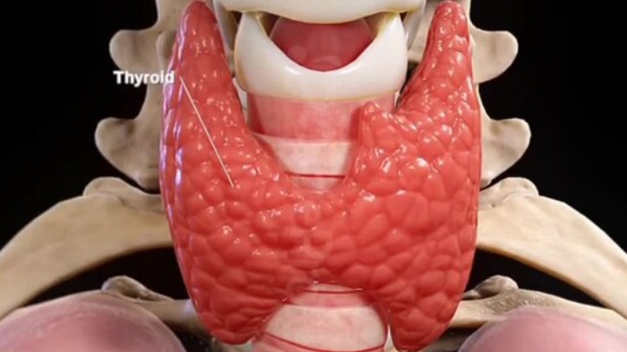 Эндокринная система...(3D-анимация)