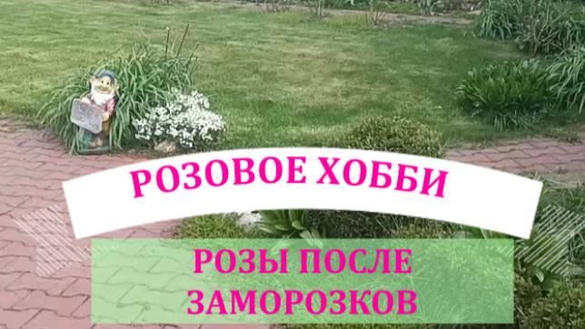 РОЗЫ ПОСЛЕ ЗАМОРОЗКА. ОТВЕТЫ НА ВОПРОСЫ