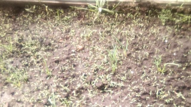 Теплицы в мае - Что растёт?