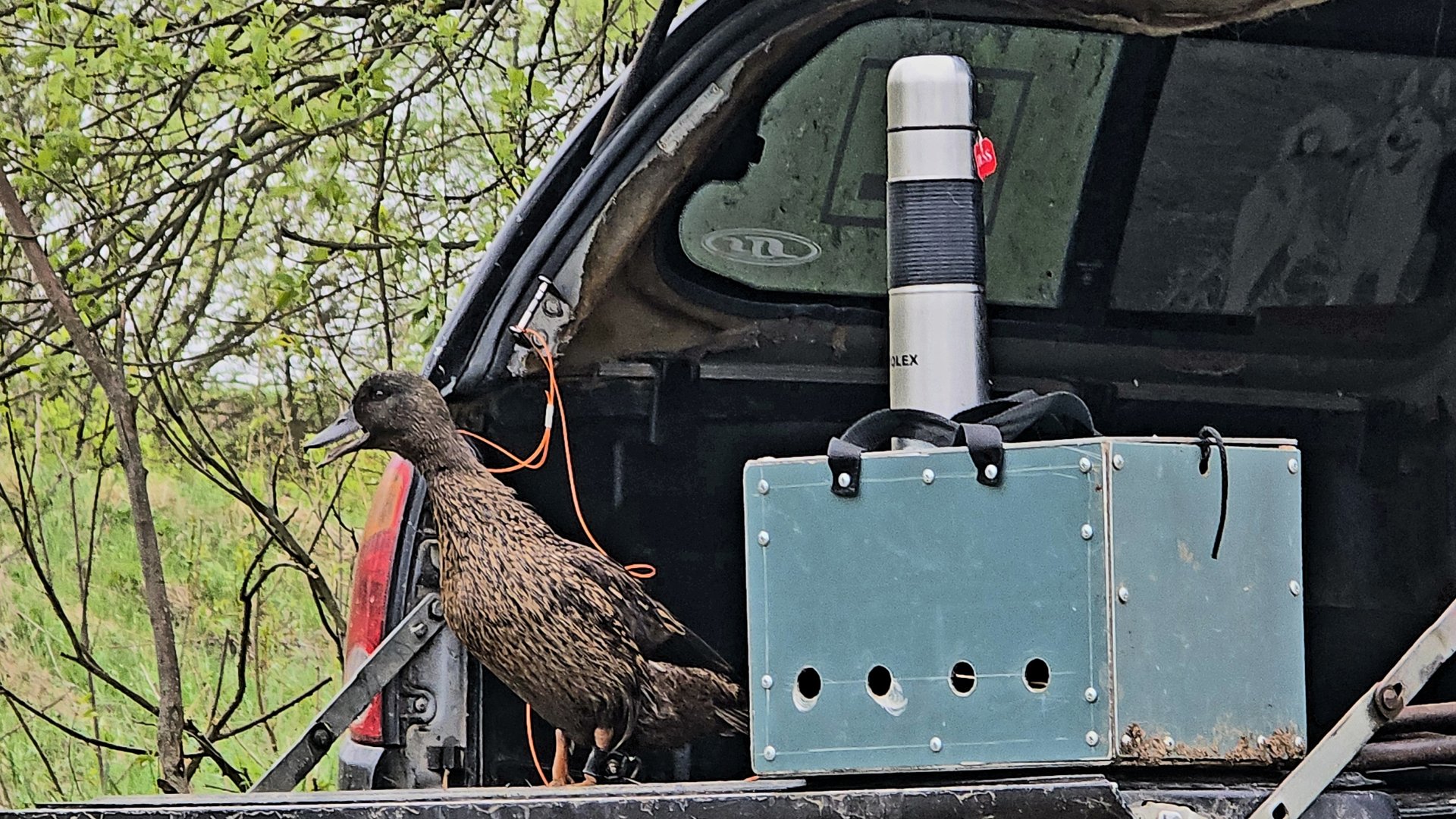Закрыл сезон охоты
