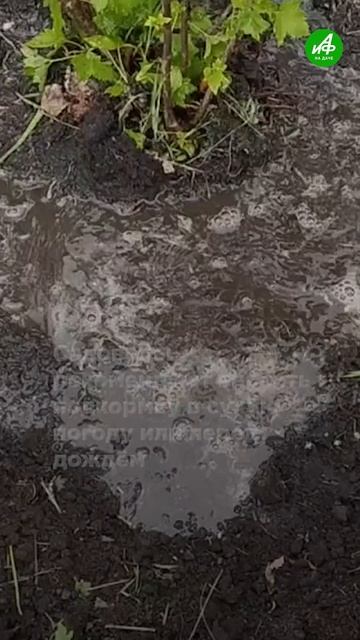 Как подкормить смородину: лучшее удобрение для крупных ягод