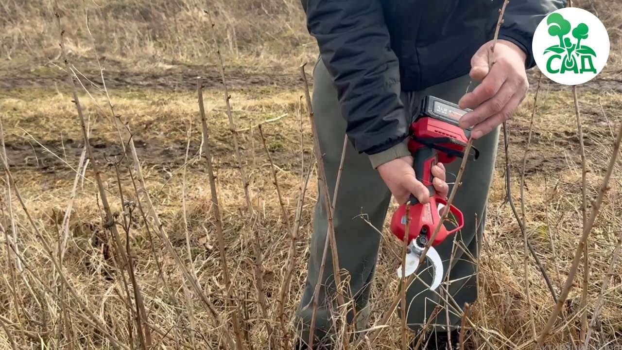 Гармония урожая. ЙОШТА для вашего сада.