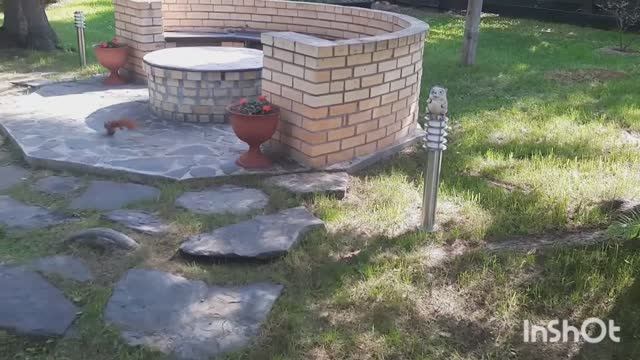 Дачный ужин.