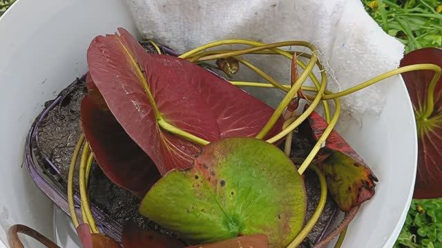 Нимфея. Можно ли купить ее по почте? #нимфея #покупканимфеи #обзорпосылки #цветы #цветыдляпруда #сад