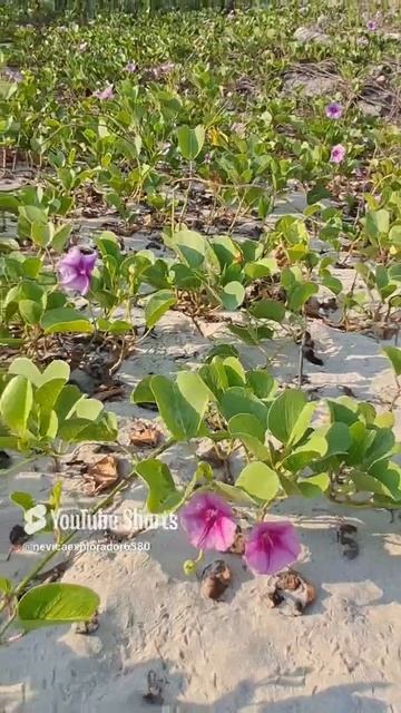 Поле цветов на пляже. хойан, Вьетнам