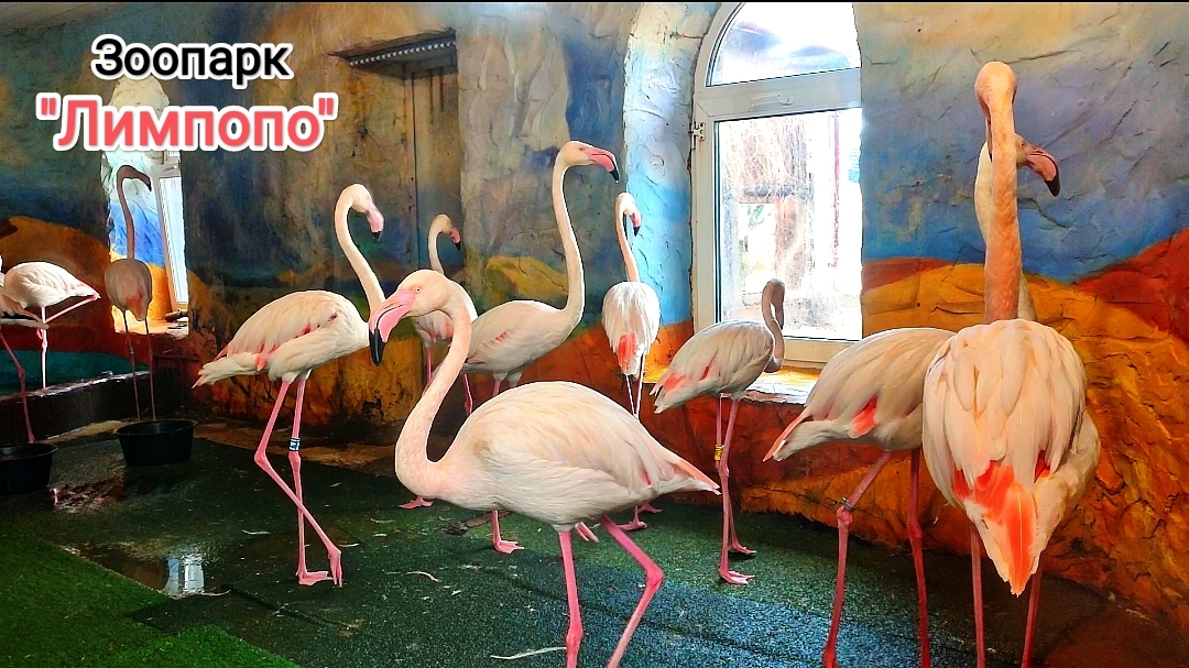 Нижегородский зоопарк "Лимпопо". Часть 12