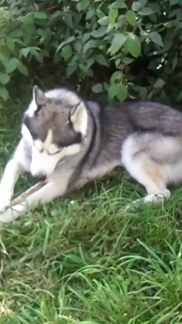 Сибирский хаски. | из архива | 🍀 Строю САМ