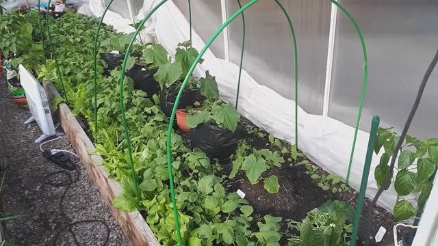 Огурцы в мешках для раннего урожая.