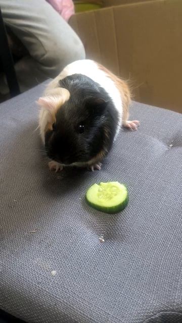 Морская свинка