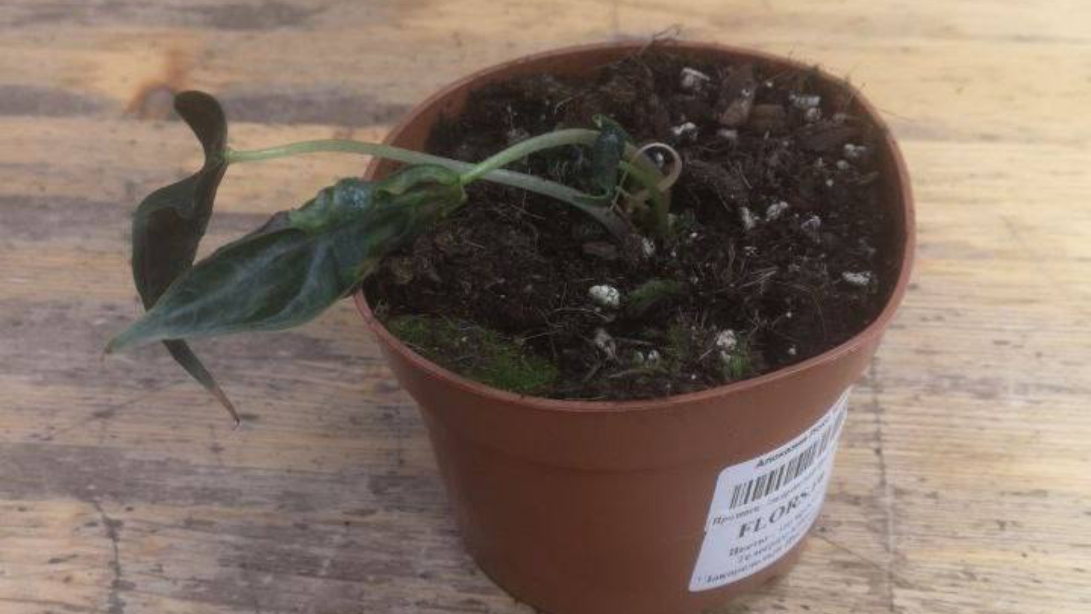 Распаковка алоказии из Закоренелого цветочника. Алоказия из Пятерочки. Общий обзор алоказий