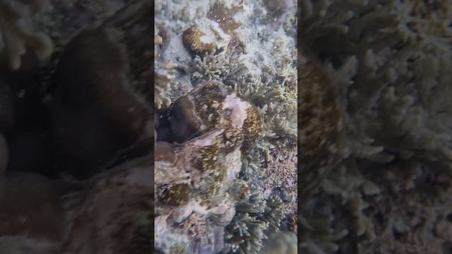 Глубина 50 см