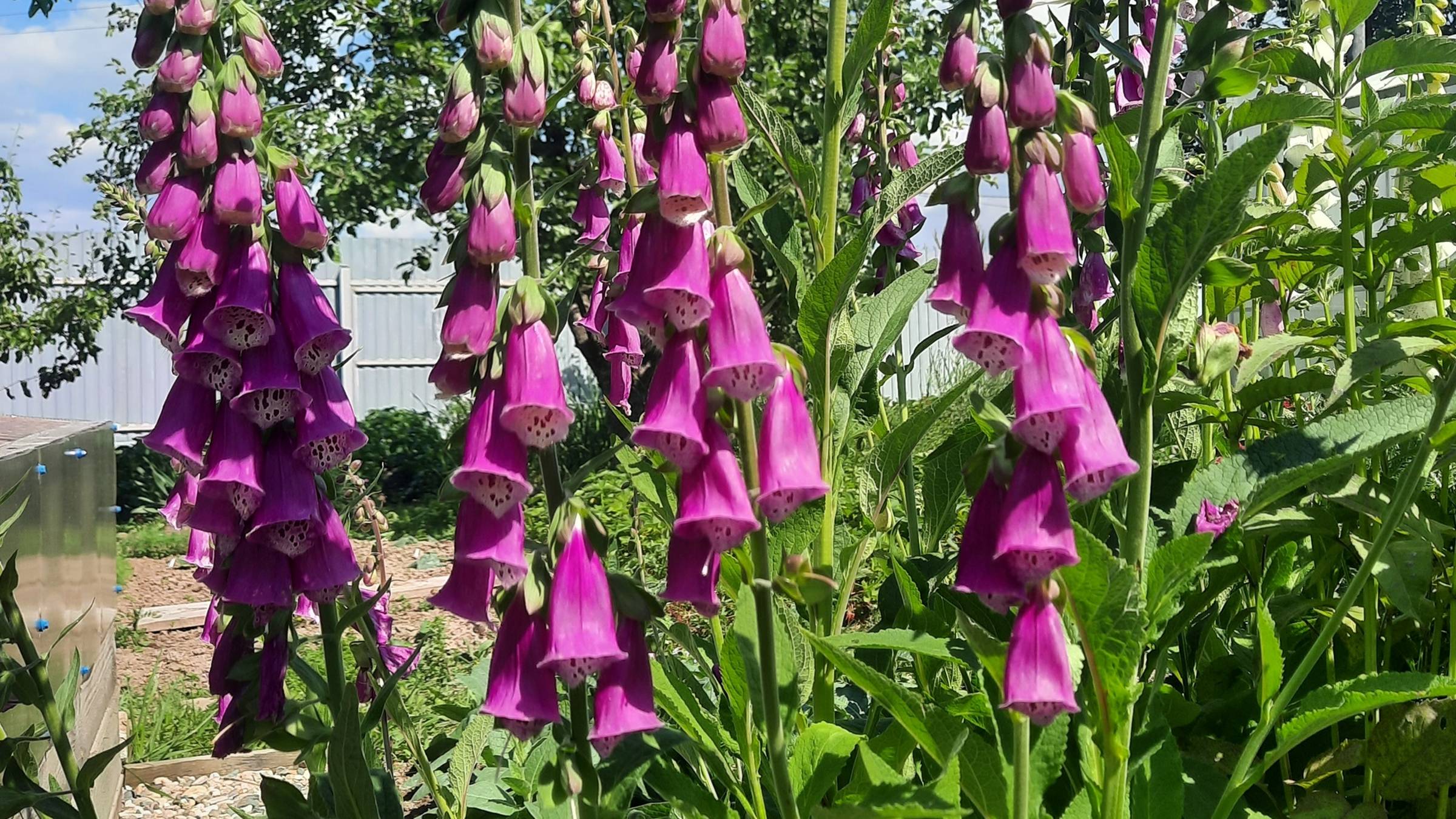 Выращивание наперстянки из семян.  «Коварная обольстительница в веснушках»