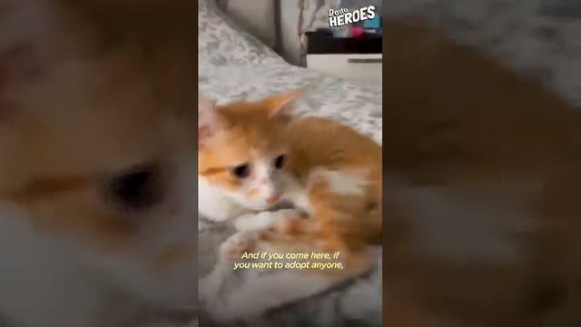 Спасает котиков