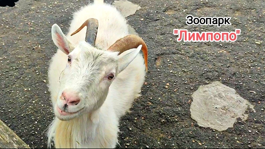 Нижегородский зоопарк "Лимпопо". Часть 17