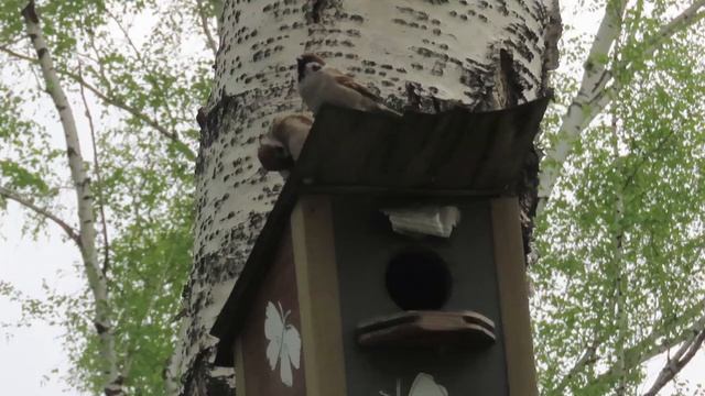 Горихвостка отжала скворечник у воробышков