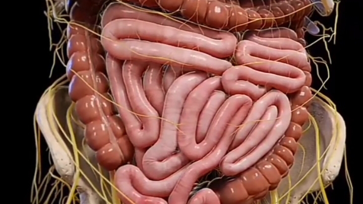 ЭНС 🧠...(3D-анимация)