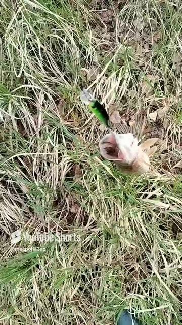 рыболовный Побег из Шоушенка