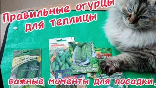 Какие огурцы высаживаем в теплицу, и что важно знать выбирая семена для посадки. 🤔
