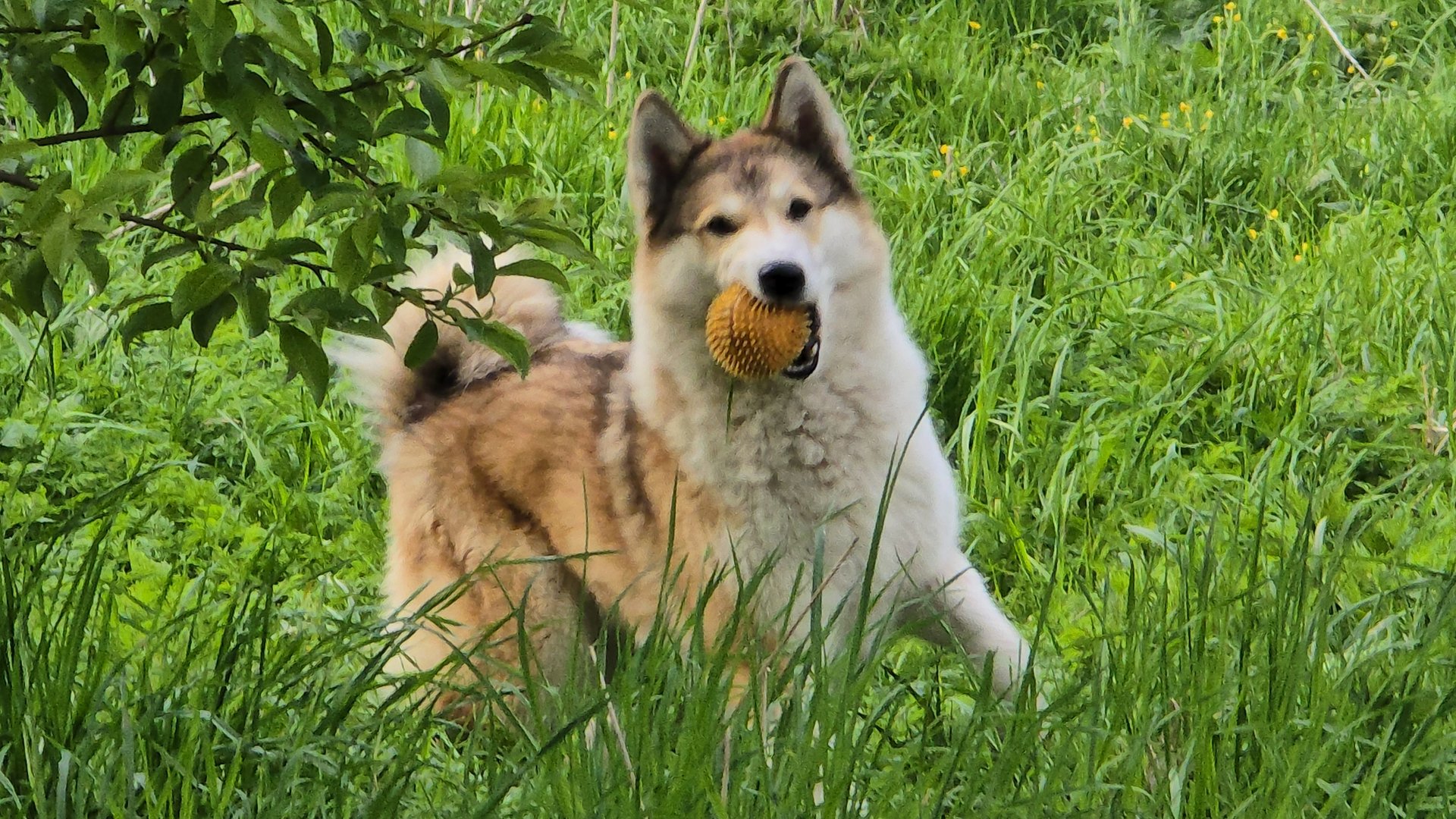 В холодные дни мая