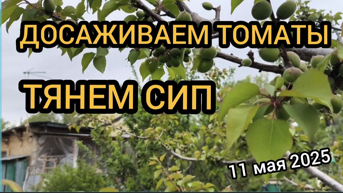 Досадили томаты, тянем СИП 11.05.2025