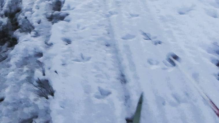 ЖУРАВЛИ. Птичья ВАКХАНАЛИЯ майской ночью на болотах.