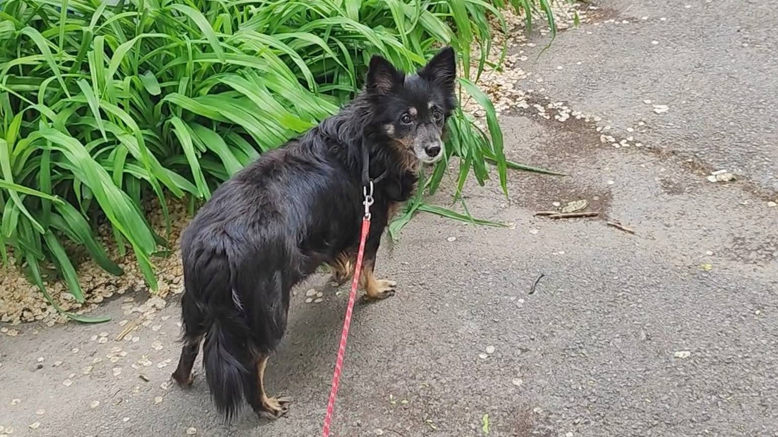 Барыня сказала. не бежим, а ходим! Линда & Фокс | Передержка собак Ростов