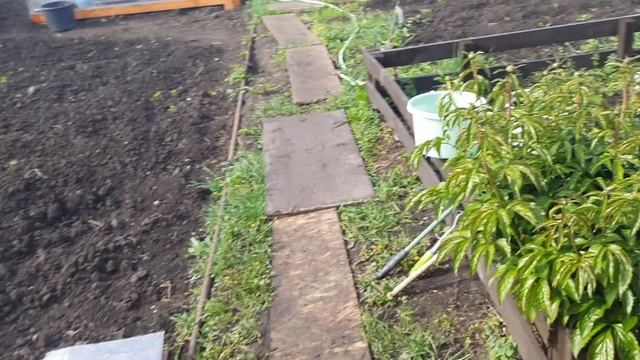 ВЕЗУ ПОМИДОРЫ НА ДАЧУ//ПЕРЕСАДКА ЦВЕТОВ В ГРУНТ//ВЫСАДИЛА В ТЕПЛИЦУ  🍅