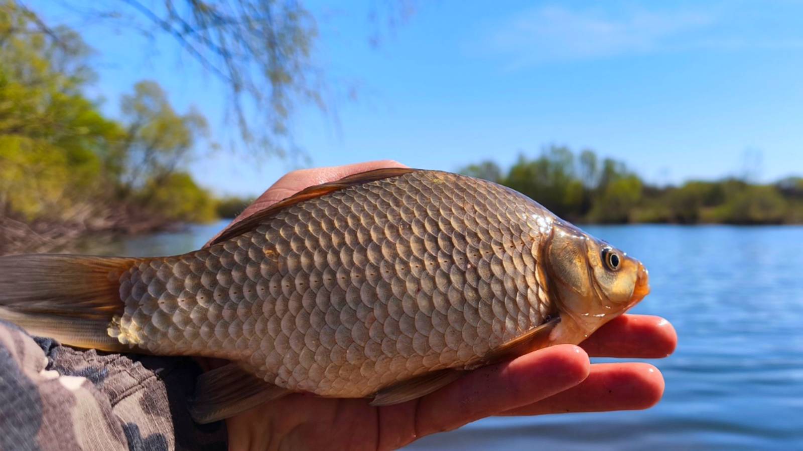 ЭТА НАСАДКА СДЕЛАЛА РЫБАЛКУ!! Ловля карася в мае на поплавок