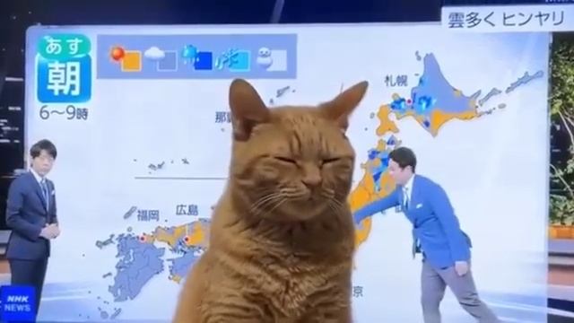 Котопрогноз погоды