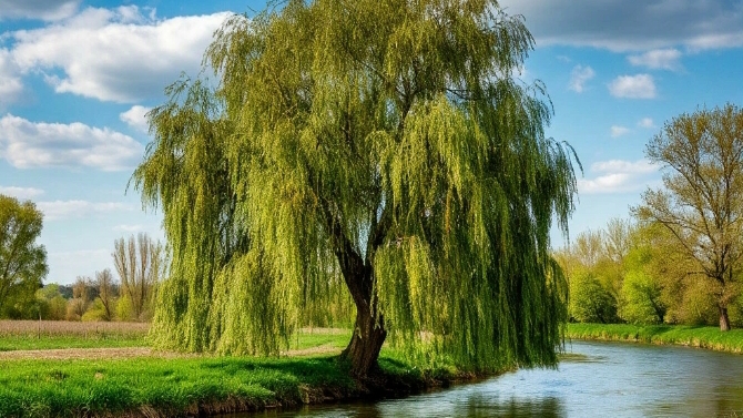 Жыл да был на свете ветер полевой.