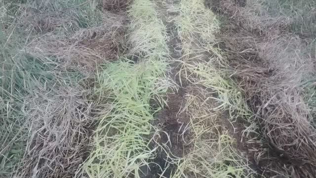 Обустройство овощной грядки на целине...