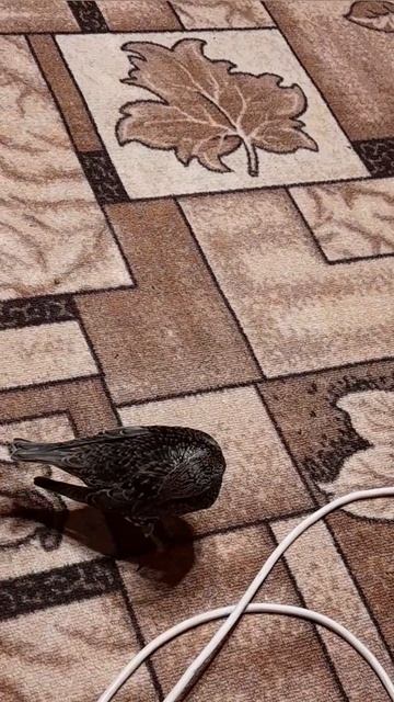 Крошечка часть девятая. Про тех кто живёт рядом...