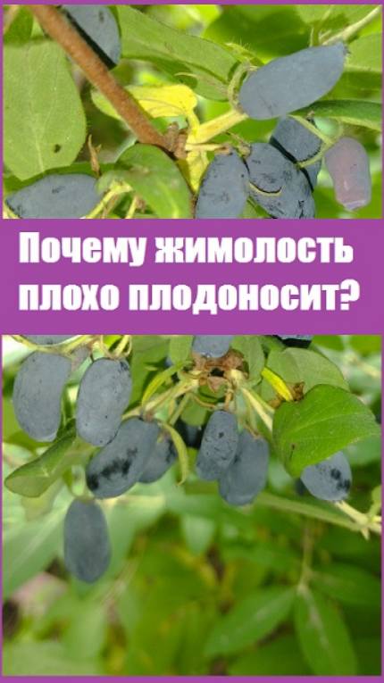 Почему ЖИМОЛОСТЬ ПЛОХО ПЛОДОНОСИТ - рассказываю о причине!