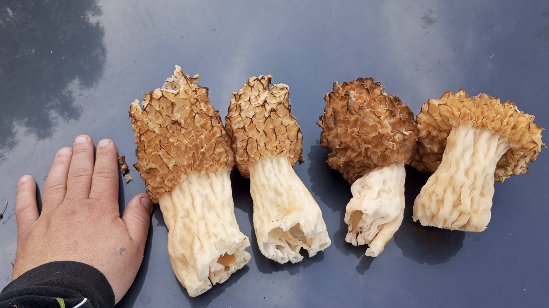 ПО ГРИБЫ ПОСЛЕ РАБОТЫ 07 МАЯ 2025 ГОДА. МАЙСКАЯ РЯДОВКА. #грибы #рядовка