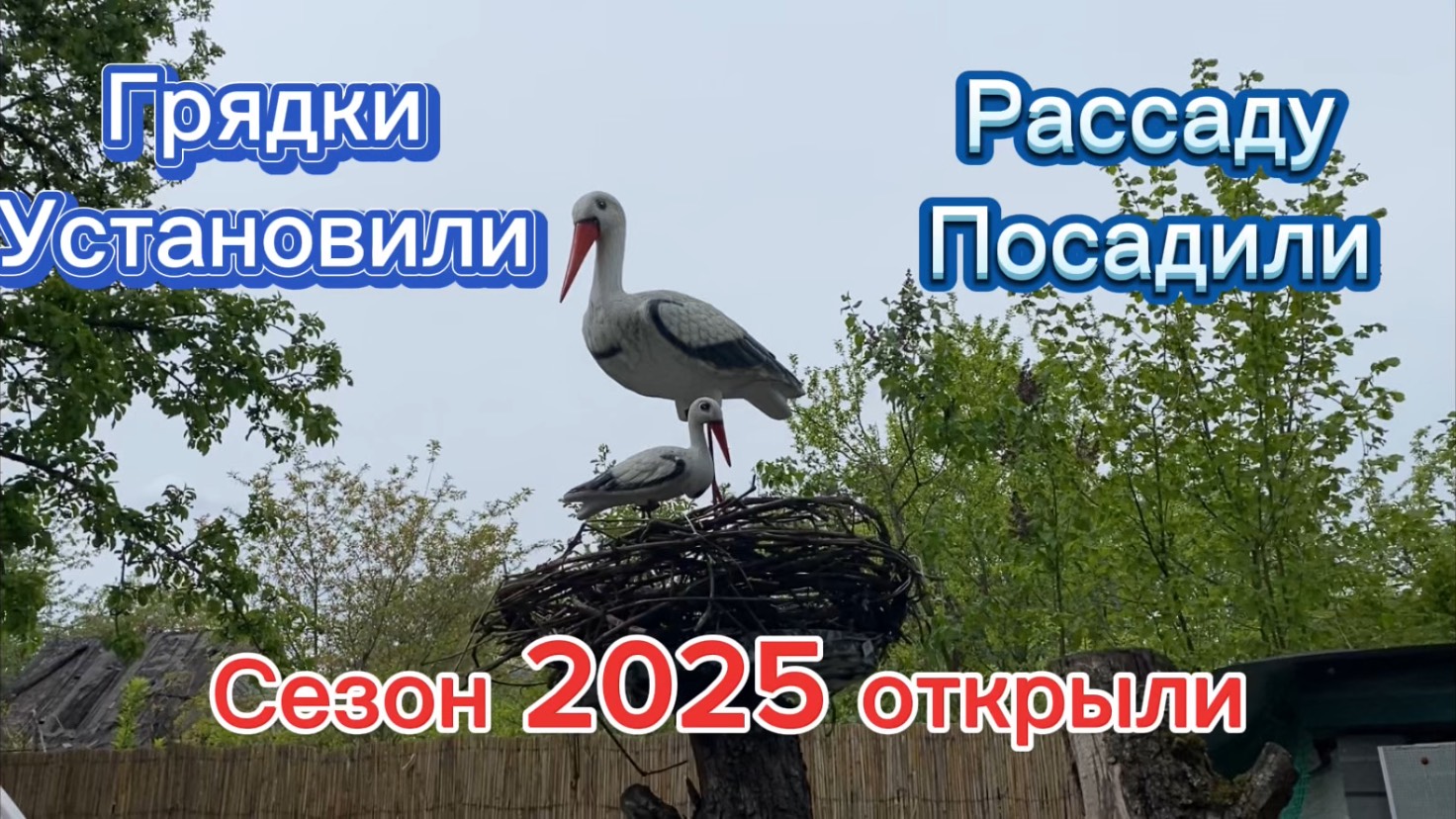 Аисты прилетели, сезон 2025 открыт!
