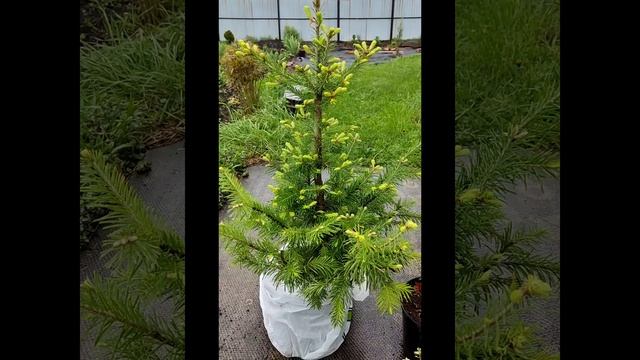 Поехала за пузыреплодником, а купила пихту