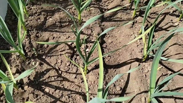 Почему желтеют листья у чеснока и как с этим бороться