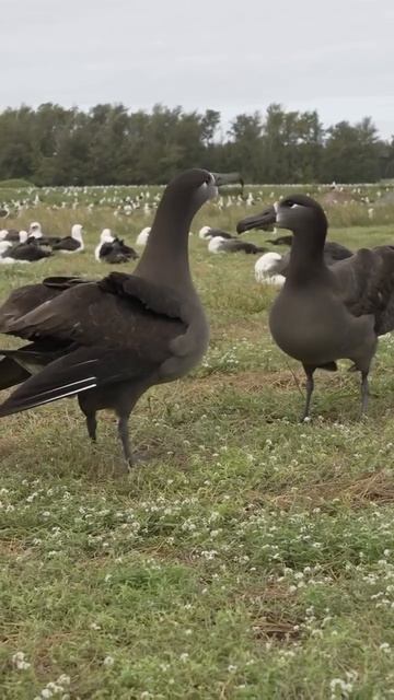 Брачный танец и песня черноногих альбатросов 🔊