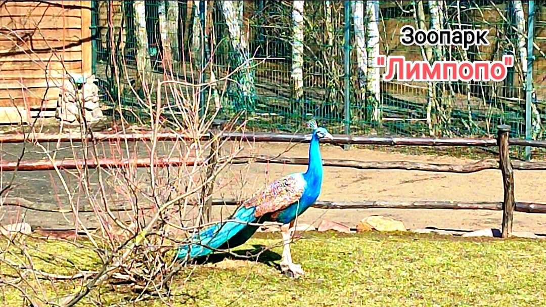 Нижегородский зоопарк "Лимпопо". Часть 16