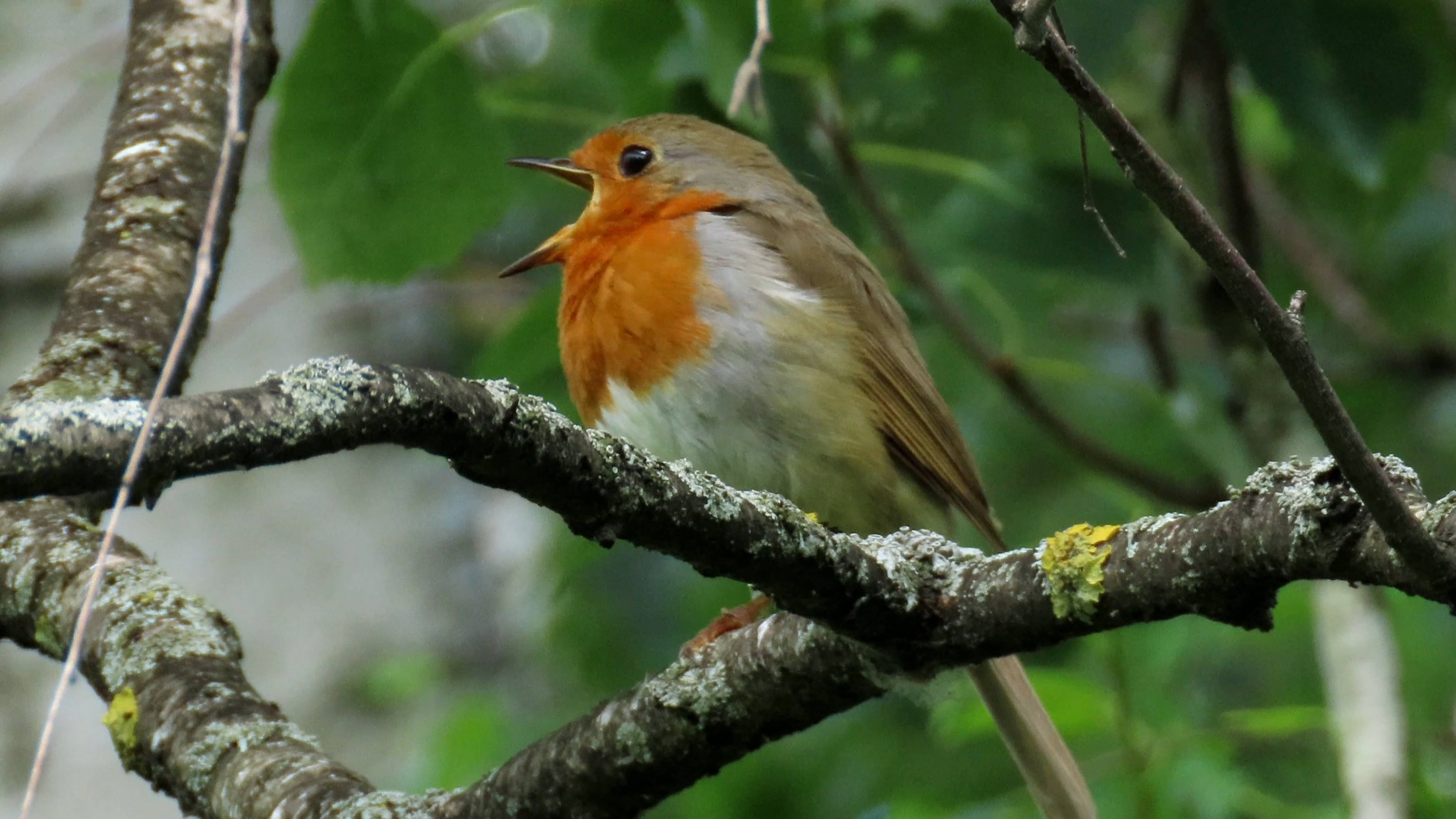 Зарянки тоже зевают (Малиновка, Robin)-#7, Крылатское