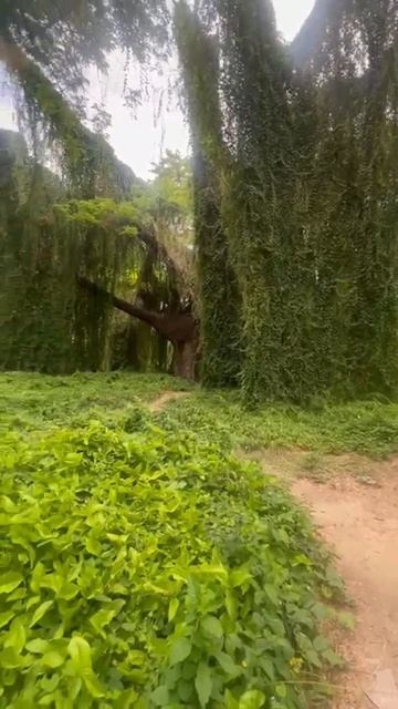 Волшебный лес в Гаване, как в фильме аватар