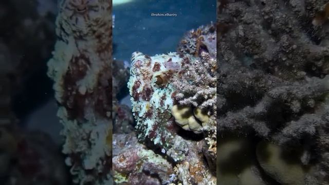 Суть жизни в разнообразии окружающей среды.