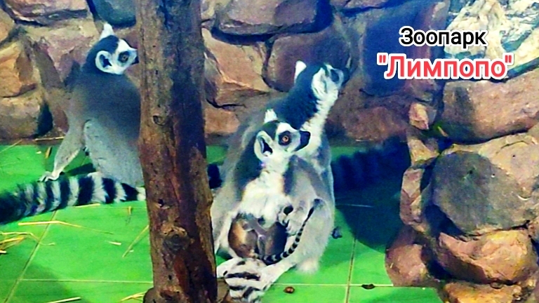 Нижегородский зоопарк "Лимпопо". Часть 18