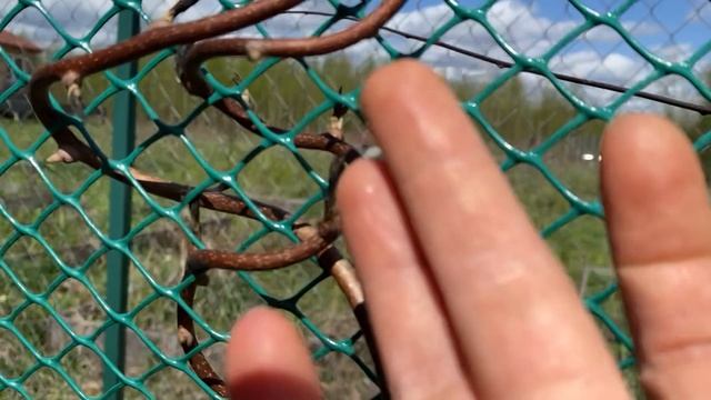 Актинидии в Подмосковье весна 25