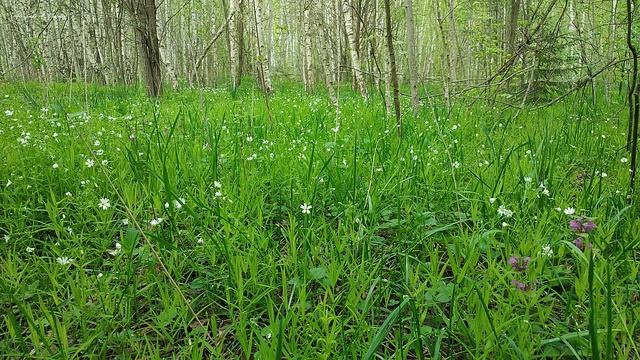 Релакс | Звуки леса, пение птиц