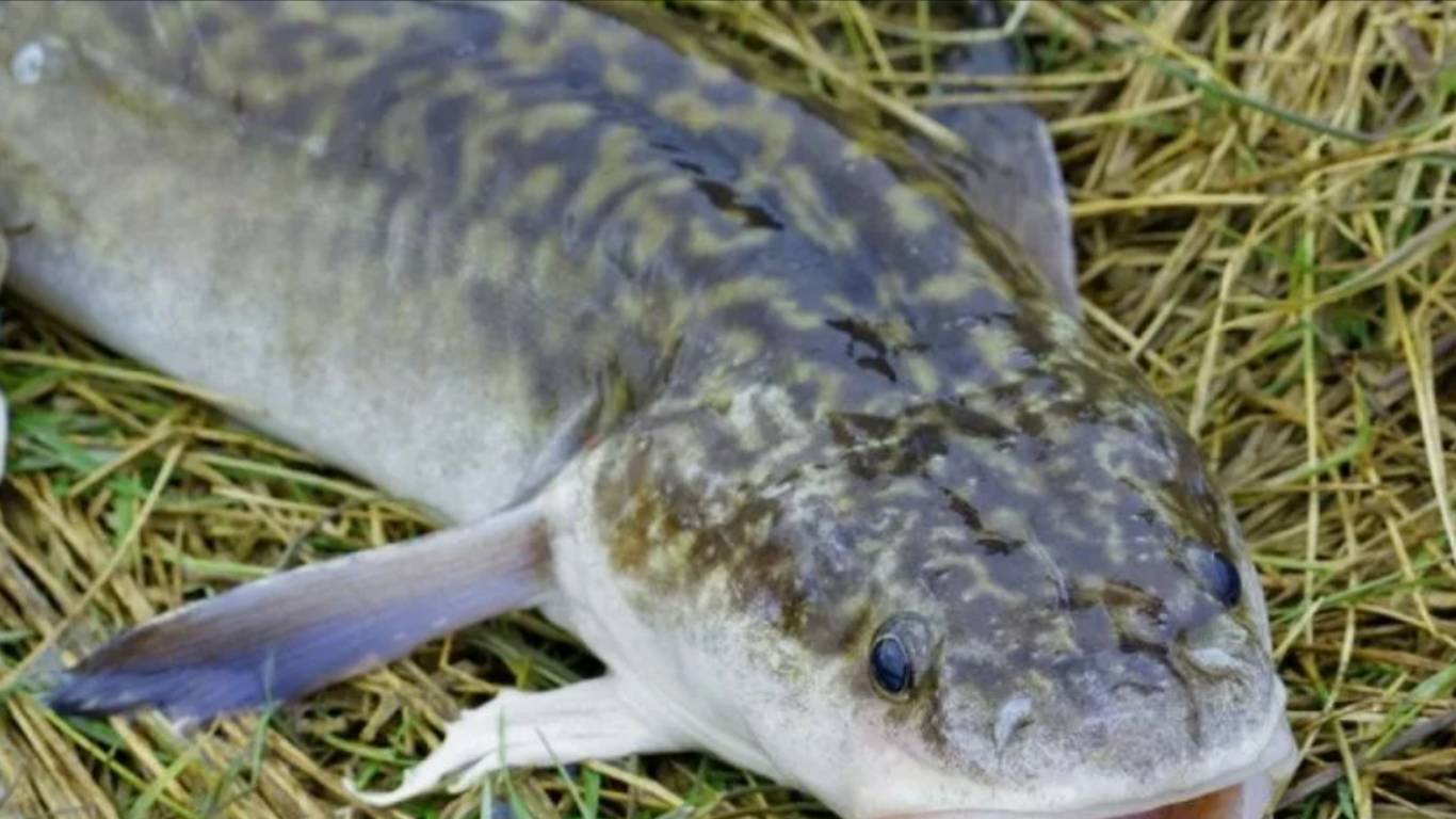 КАК ВЯЗАТЬ ОСНАСТКУ ДЛЯ ЛОВЛИ НАЛИМА. ДОНКА ДЛЯ ЛОВЛИ НАЛИМА, СУДАКА НА ТЮЛЬКУ