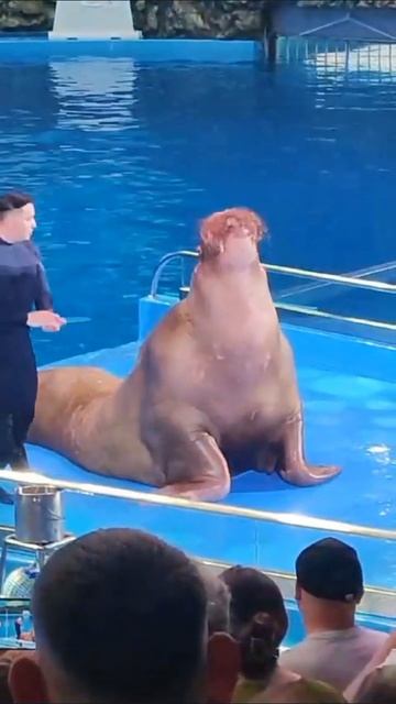 Моржик за Победу!